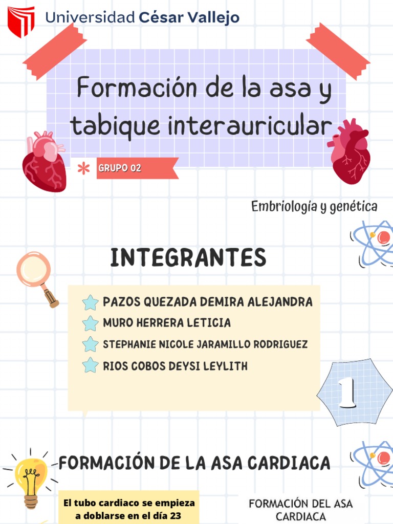 Formación del Asa Cardíaca y Tabique Interauricular | PDF | Corazón ...