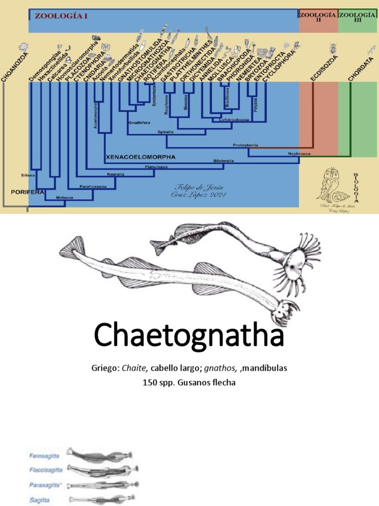 Chaetognatha y Rotifera | PDF | Sistema reproductivo | Biología