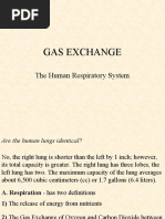 1B Chapter 7 (Gas Exchange) Exercise Solution | PDF | Lung ...
