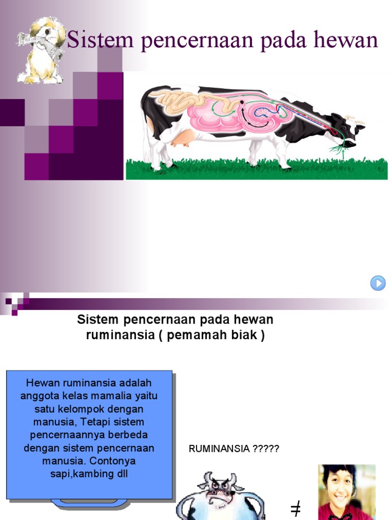 Sistem Pencernaan Pada Ruminansia | PDF