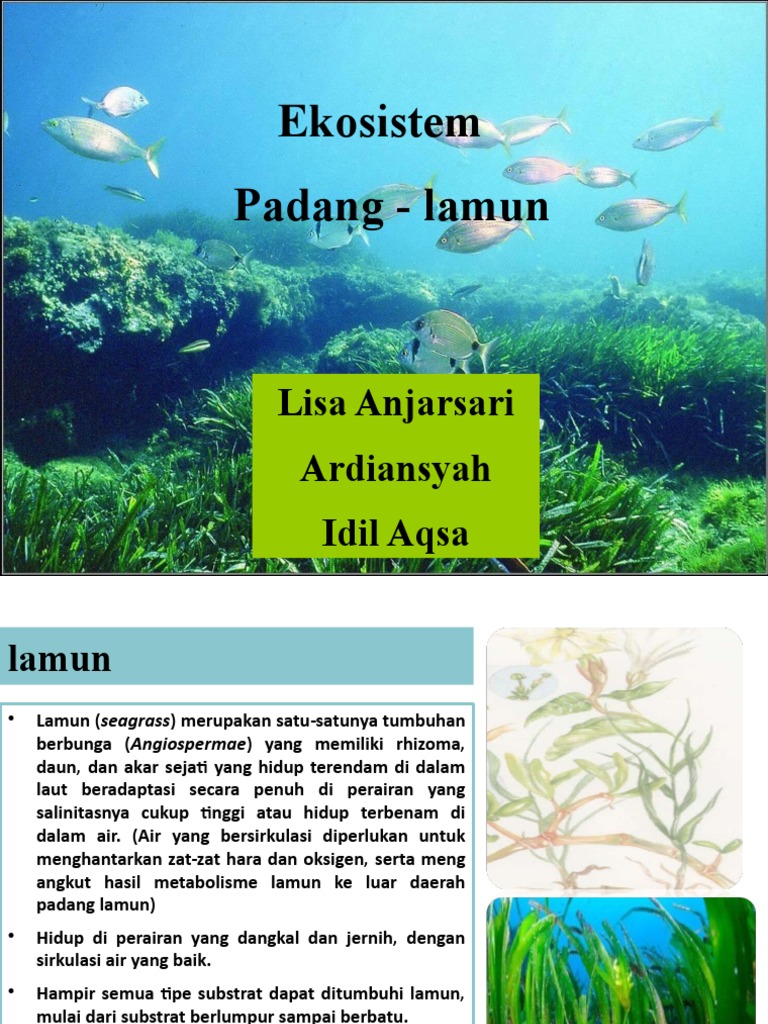 Ekosistem Padang Lamun | PDF | Griya & Taman
