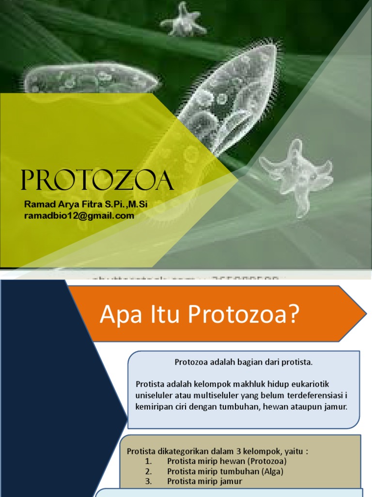 Klasifikasi dan Ciri Protozoa | PDF