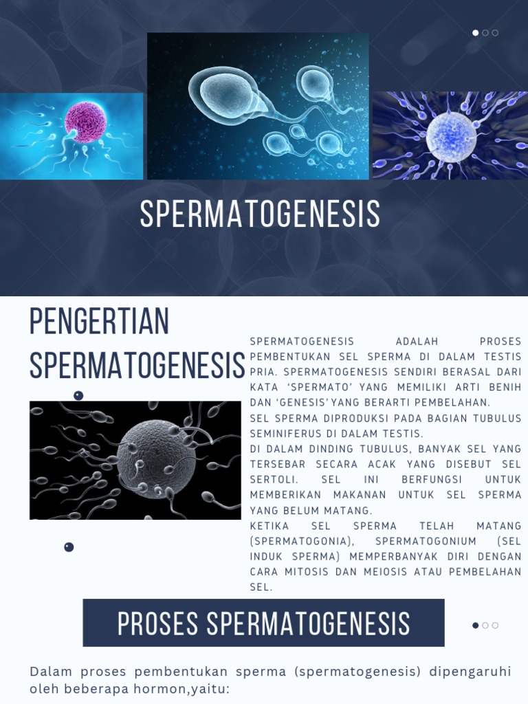 Spermatogenesis Biologi | PDF