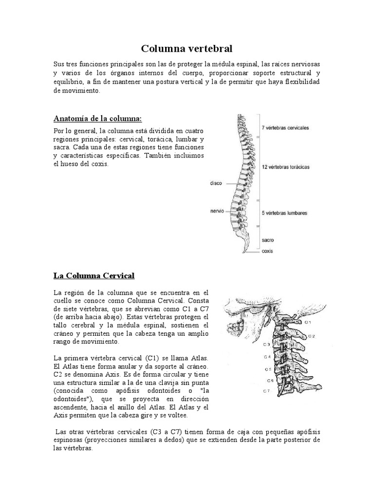 Columna Vertebral | PDF | La columna vertebral | Vértebra