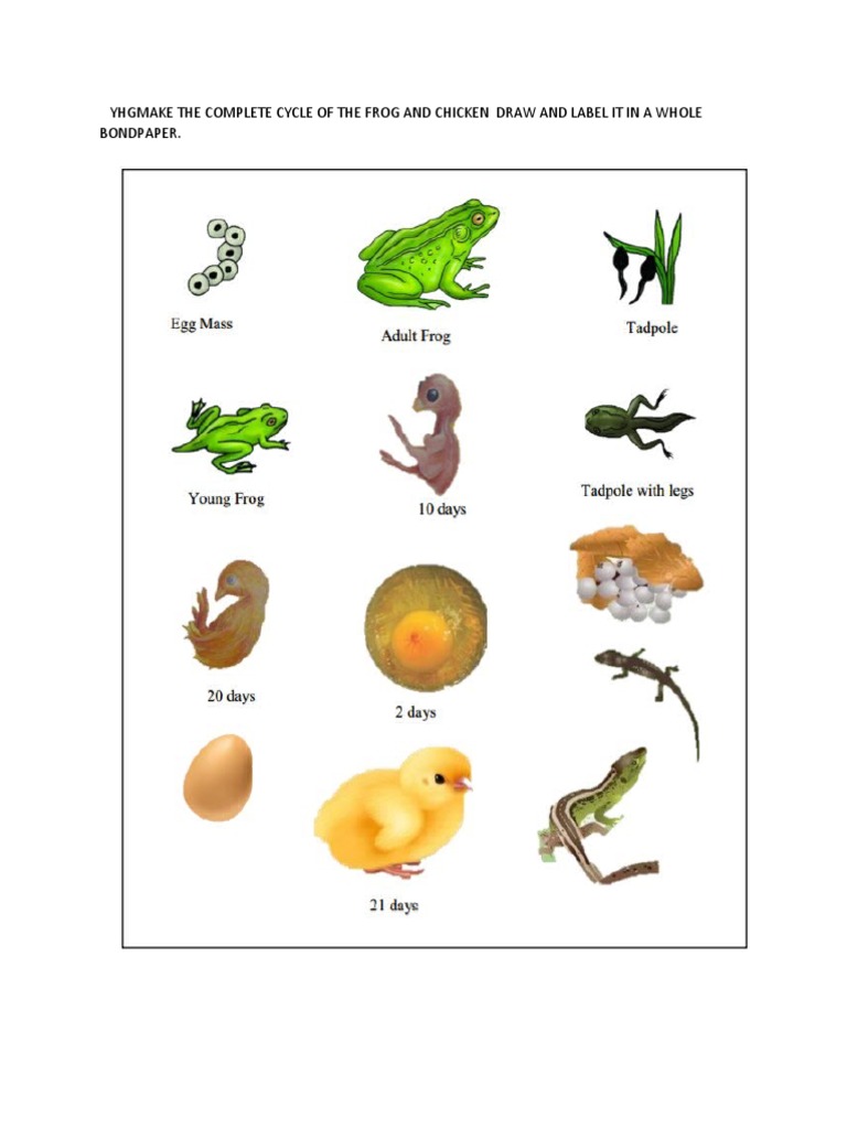 Frog and Chicken Life Cycle Diagram | PDF