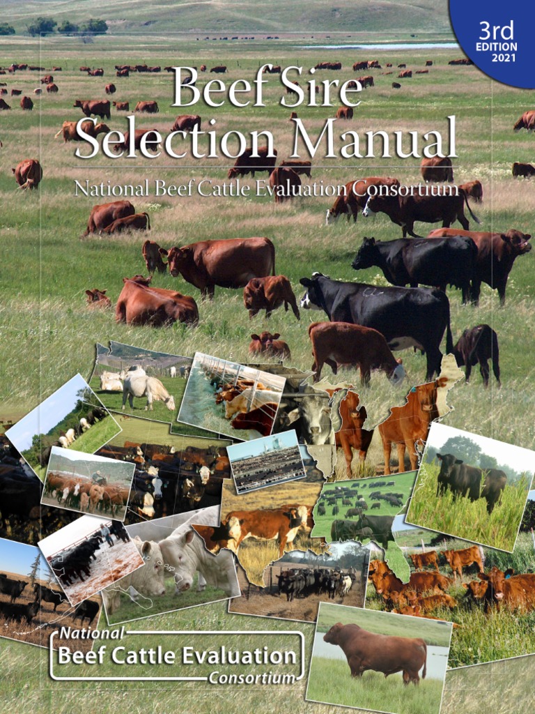 Beef Sire Selection Manual 2021 | PDF | Cattle | Calf