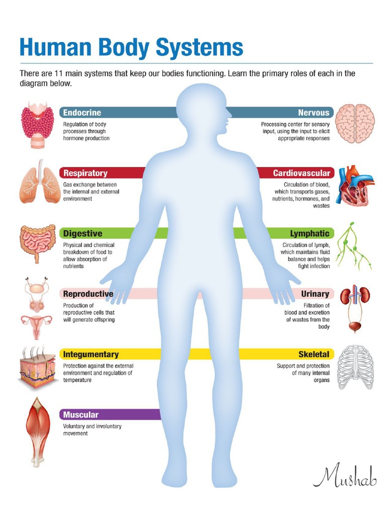 Infographic - Human Body Systems | PDF