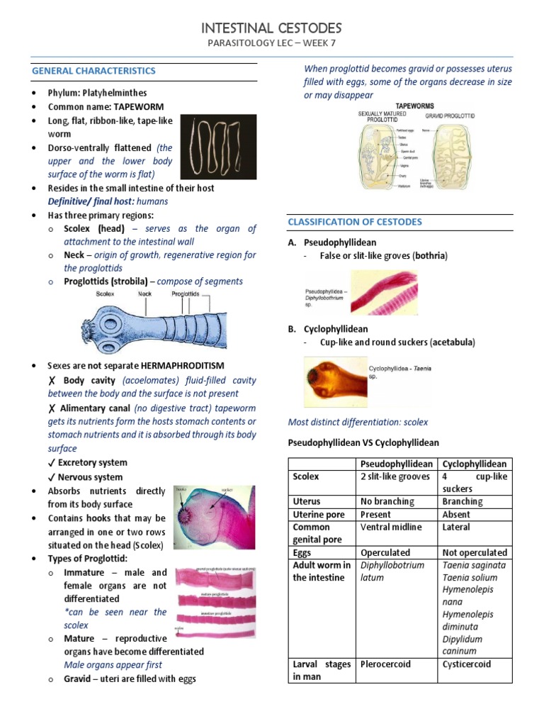 W7 Intestinal Cestodes | PDF | Medical Specialties