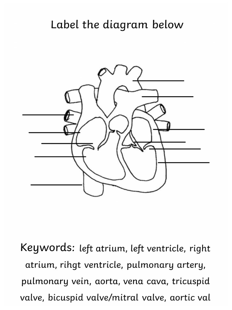 The Human Heart | PDF