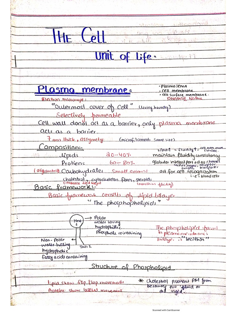 The Cell (Notes) | PDF