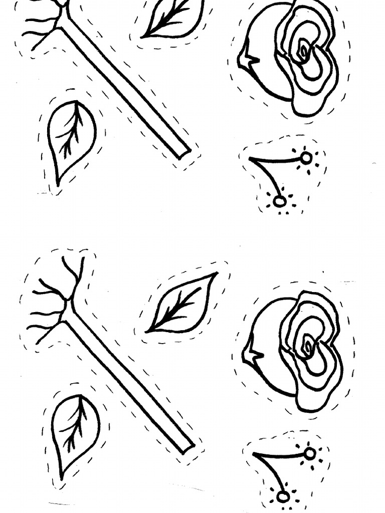 Recortable Partes de La Planta | PDF