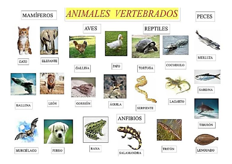 Lamina Vertebraados | PDF