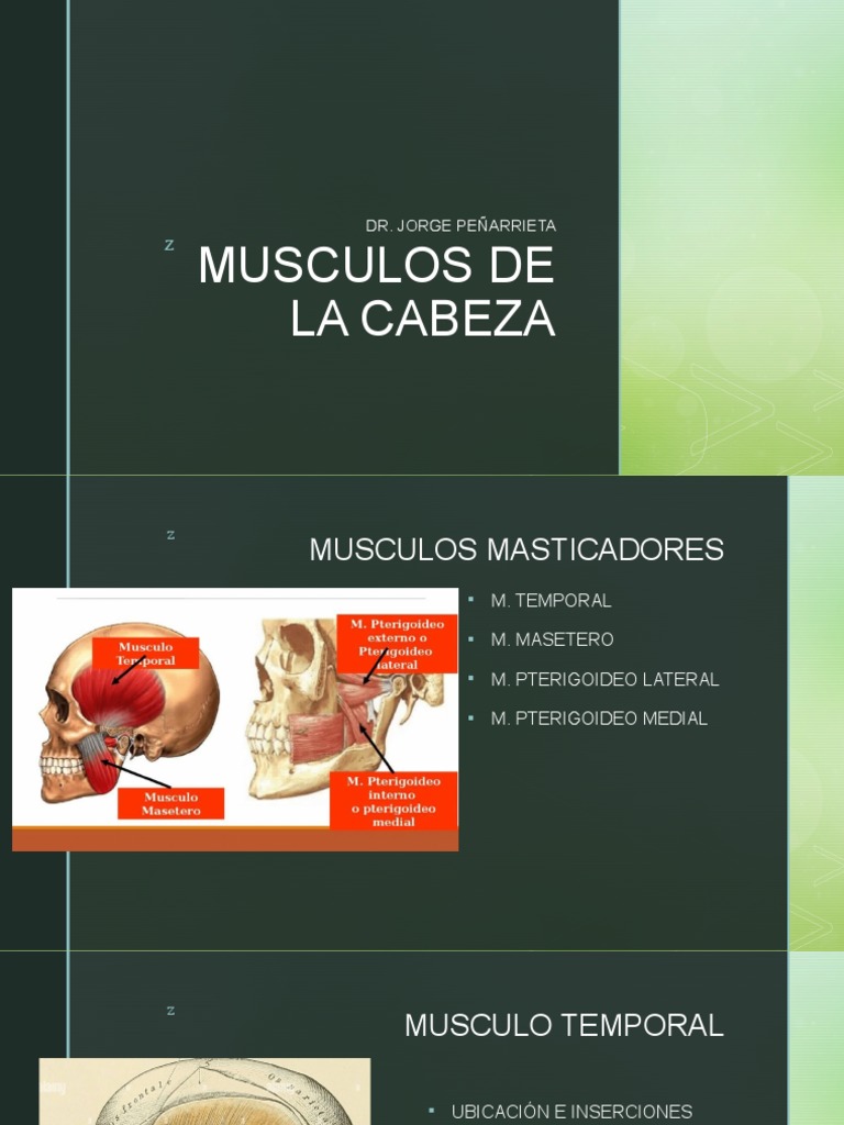 Musculos de La Cabeza | PDF | Cara | Anatomía