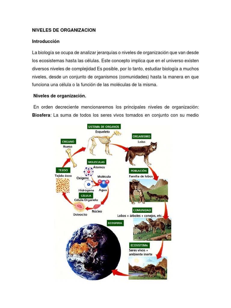 Niveles de Organizacion | PDF | Biología Celular) | Organismos