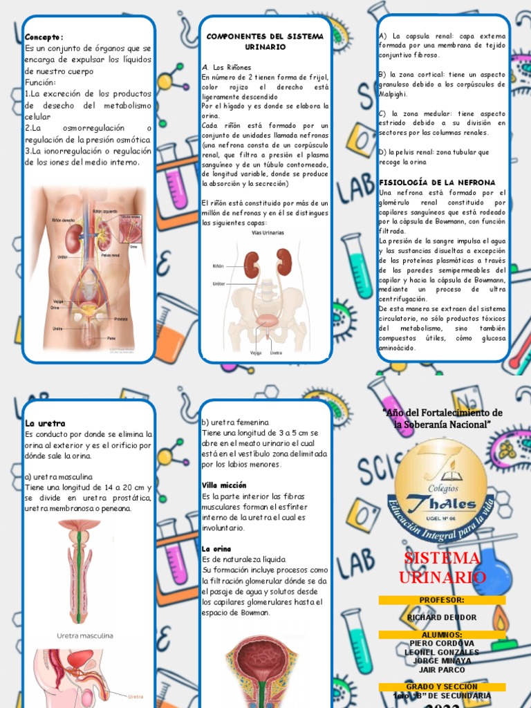 Triptico Sistema Urinaio | PDF | Riñón | Sistema urinario