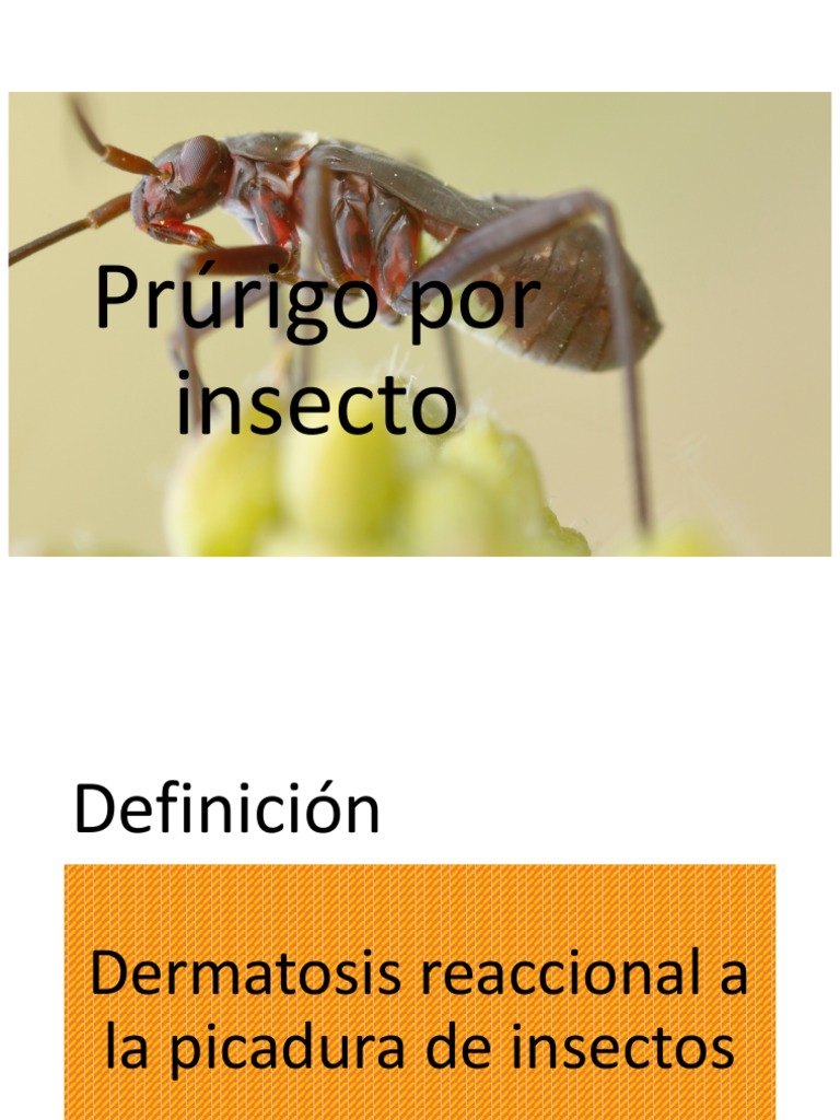 Prúrigo Por Insecto | PDF