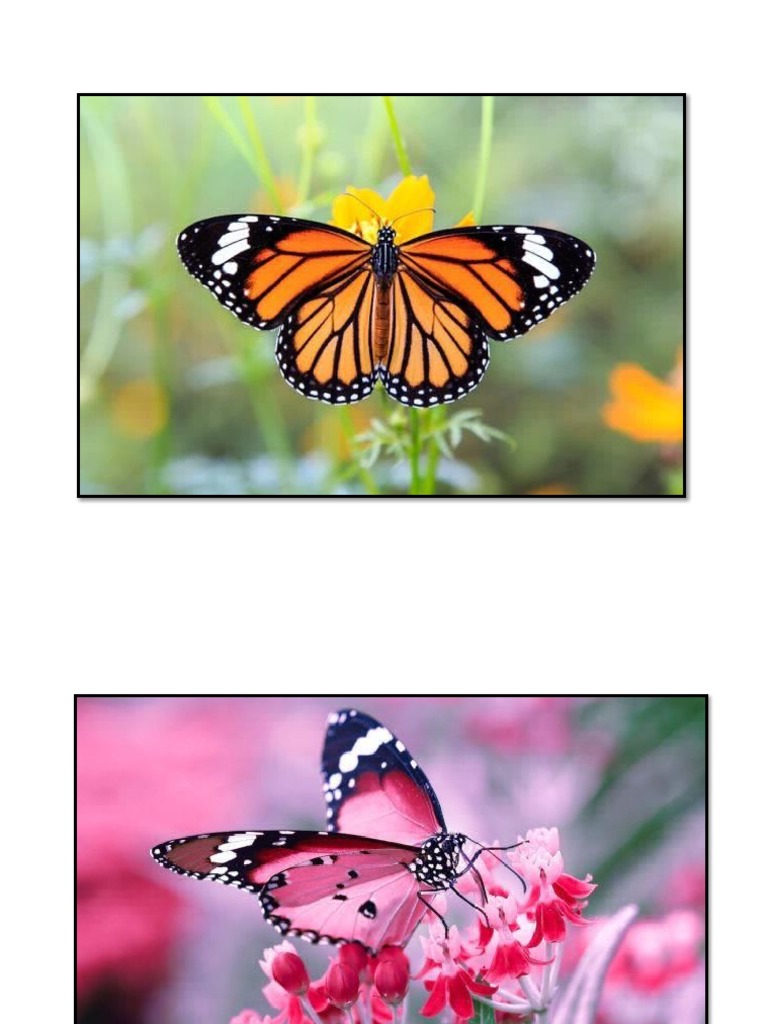 Gambar Butterfly | PDF