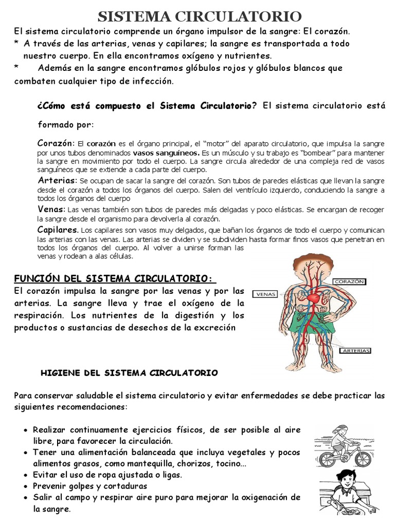 Ficha SISTEMA CIRCULATORIO | PDF