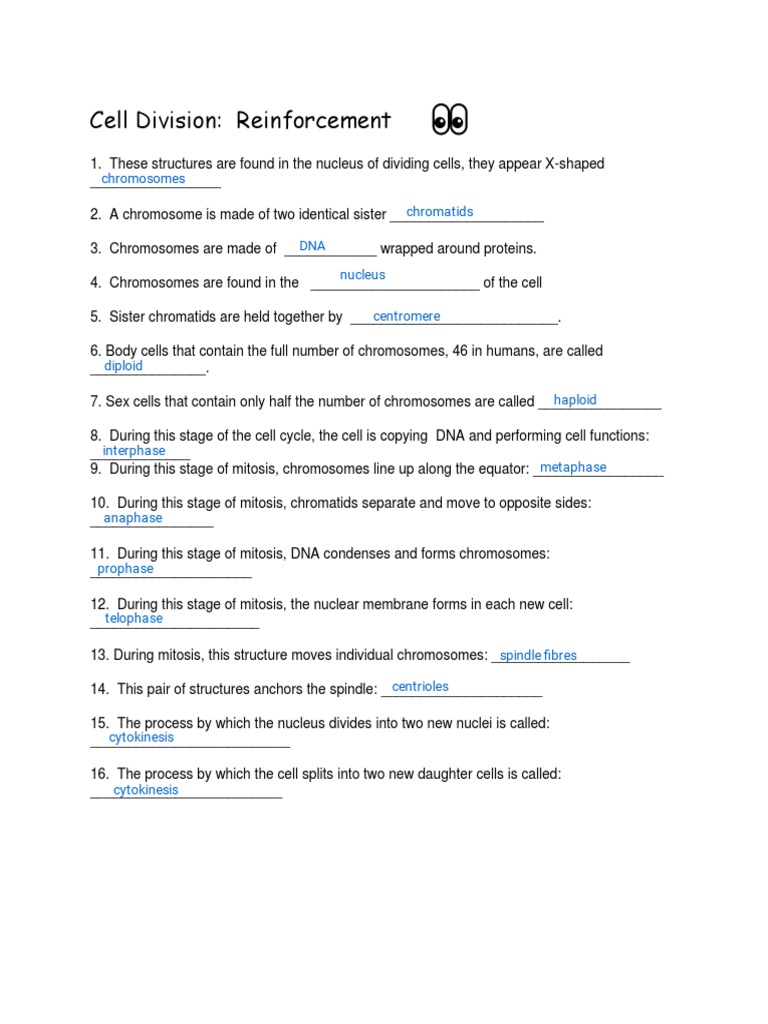 Cell Division Simple Mitosis Questions | PDF | Mitosis | Chromosome