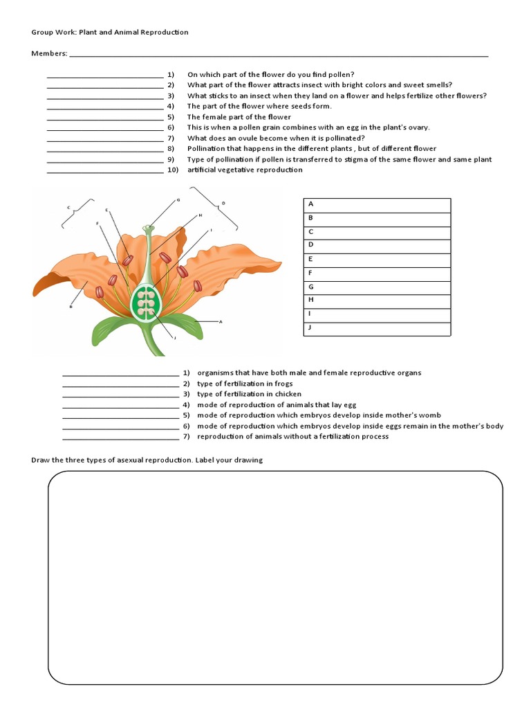 ELS Group Work - Plant and Animal Reproduction | PDF | Flowers | Sexual ...