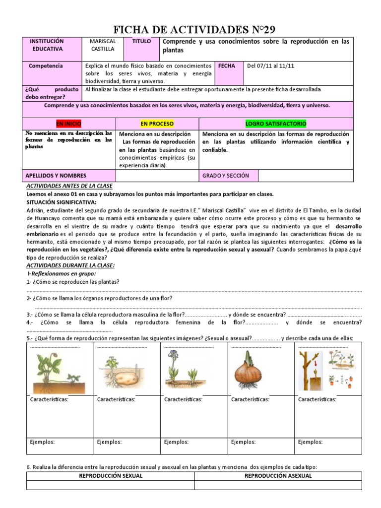 Ficha N°29 Sistema Reproductor en Las Plantas | PDF | Flores | Reproducción