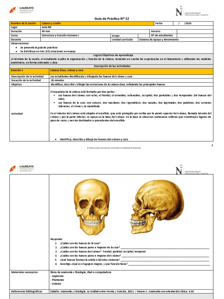 Guía Sesión #12 - Cabeza y Cuello | PDF | Crecimiento personal y profesional
