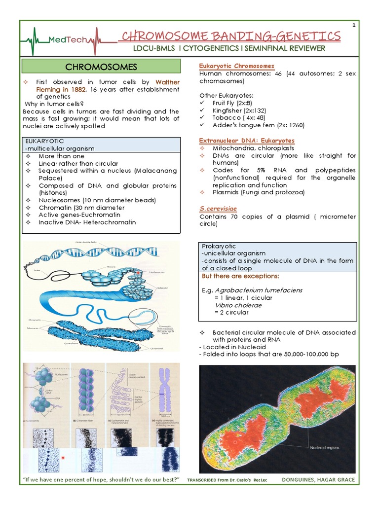 Chromosome Banding & Genetics Guide | PDF | Karyotype | Ploidy
