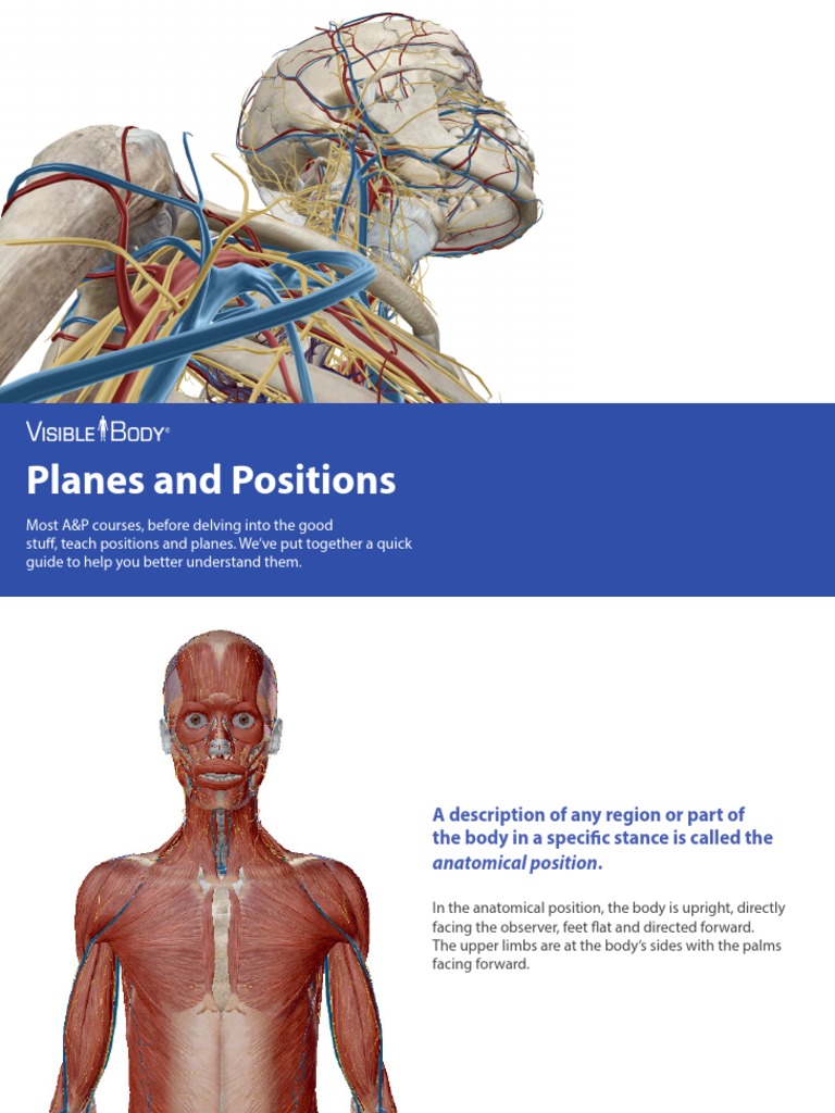 VisibleBody Planes and Positions | PDF | Anatomical Terms Of Location ...