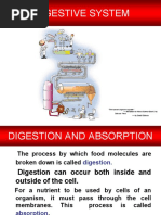 Digestive System - The Dr. Binocs Show - Learn Videos For Kids | PDF