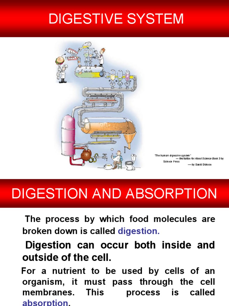 Digestive System | PDF | Digestion | Human Digestive System