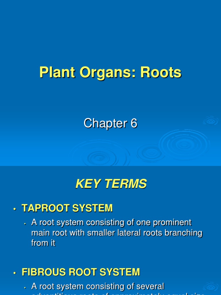 Plant Roots Chap6 | PDF