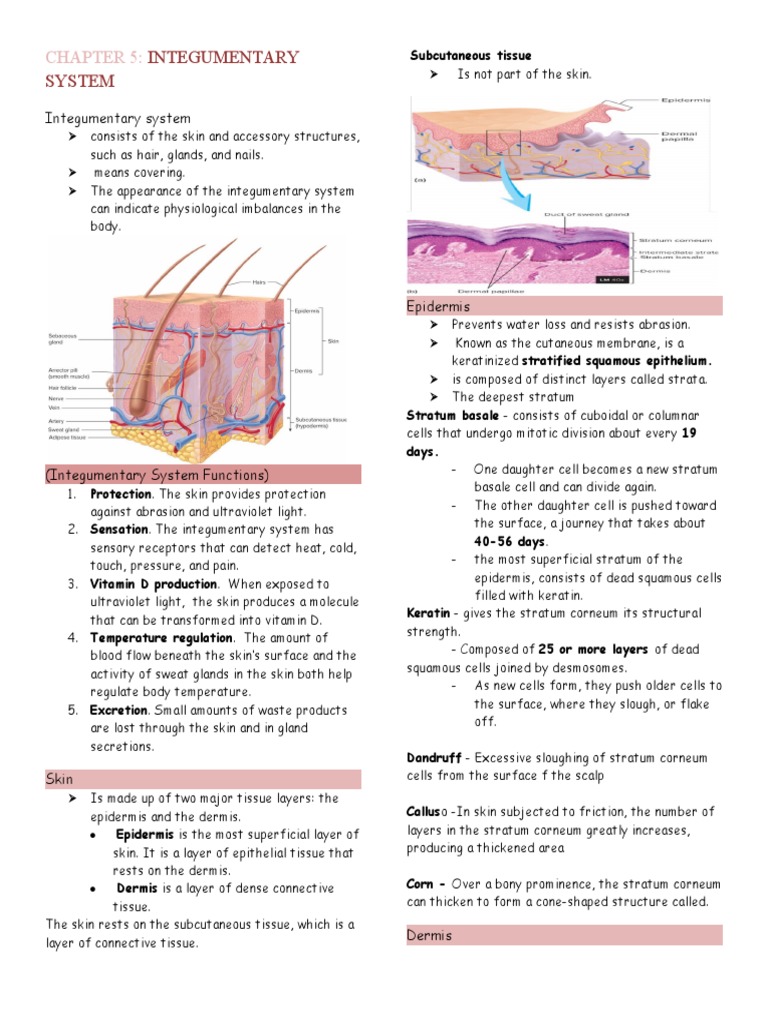Chapter 5 Anatomy and Physiology | PDF