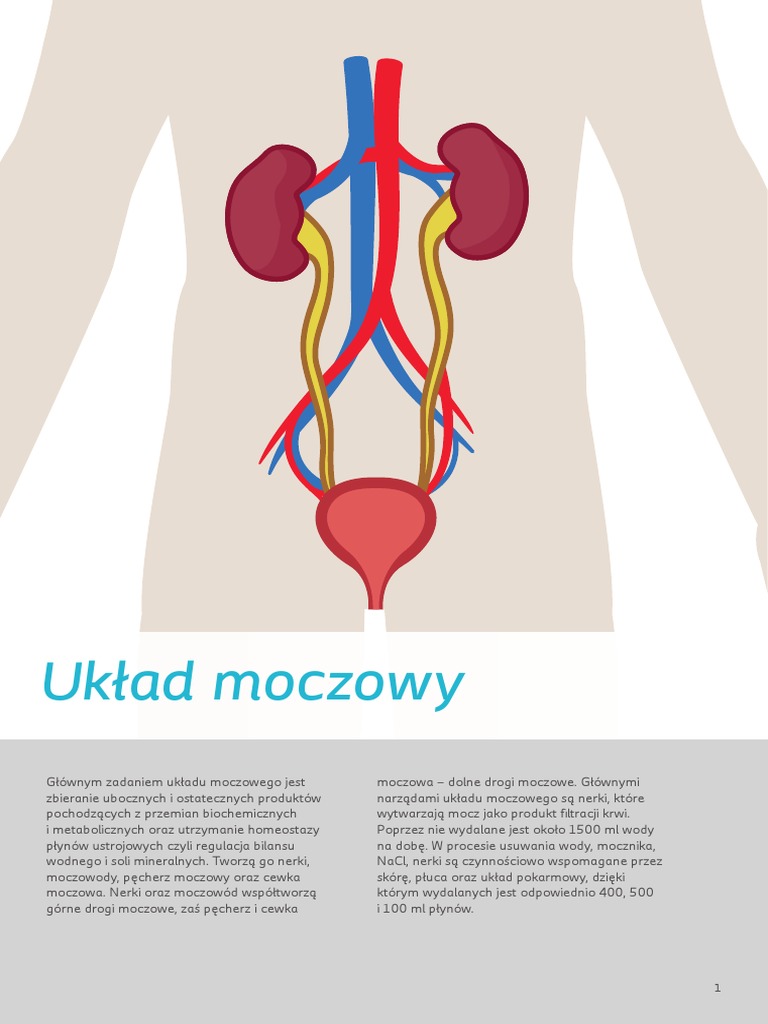 Anatomia I Fizjologia Układ Moczowy Do Eduk - KL | PDF