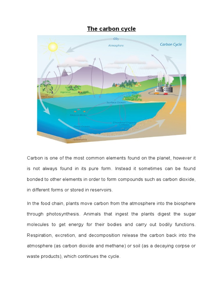 The Carbon Cycle Notes | PDF