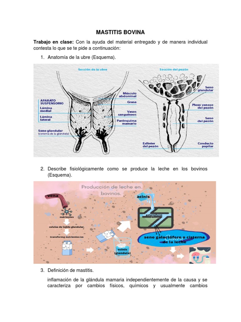 Caso 5 Mastitis | PDF | Leche | Especialidades Medicas
