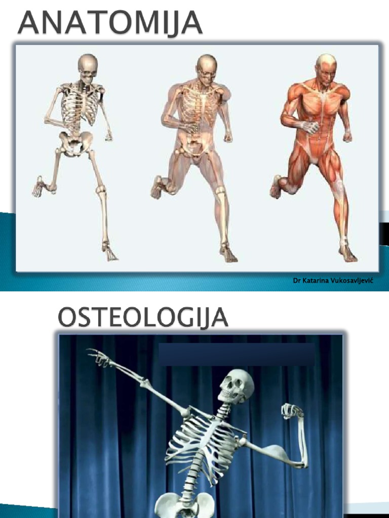 ANATOMIJA VEŽBE 1 - Kičmeni Stub, Rebra, Grudna Kost | PDF
