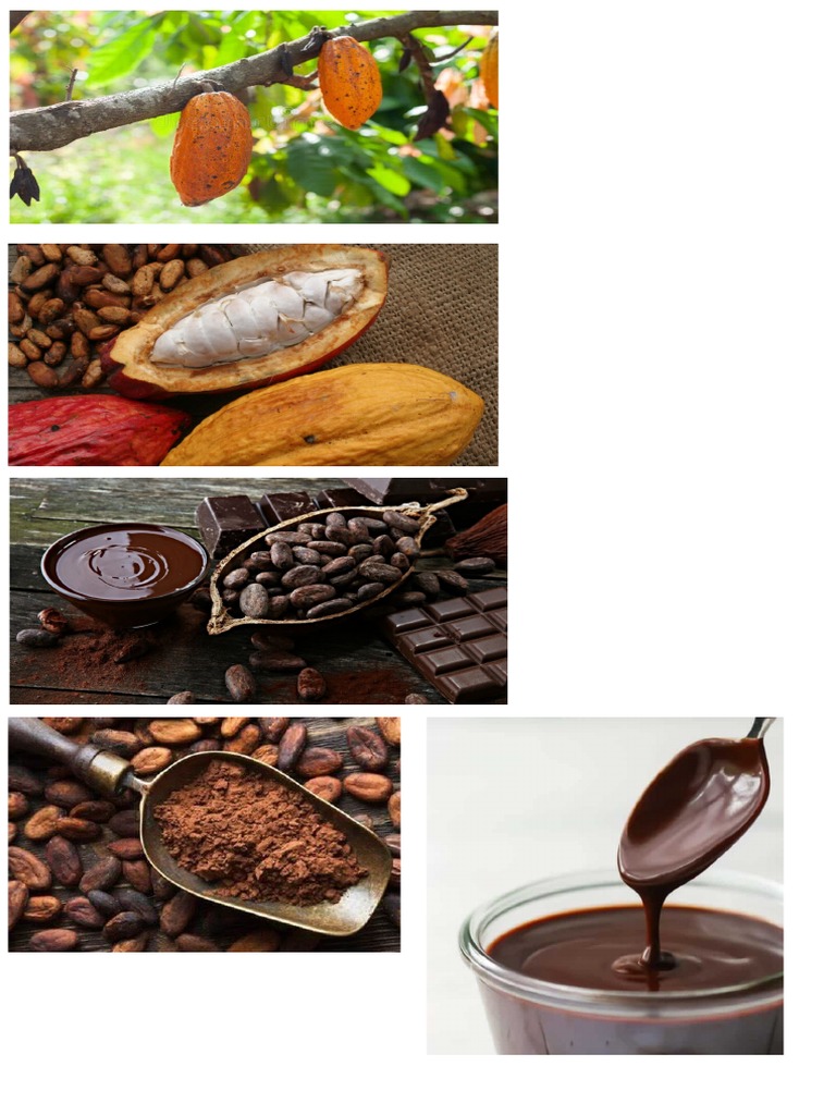 Cacao | PDF