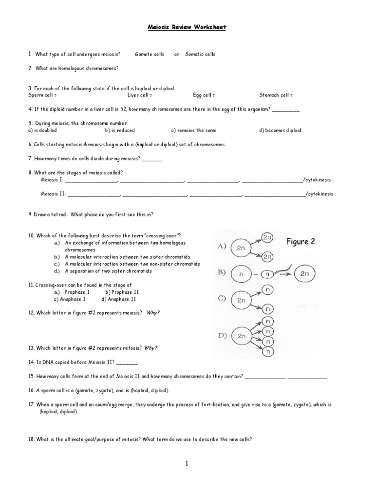 Meiosis Review Worksheet Answers | PDF | Meiosis | Ploidy