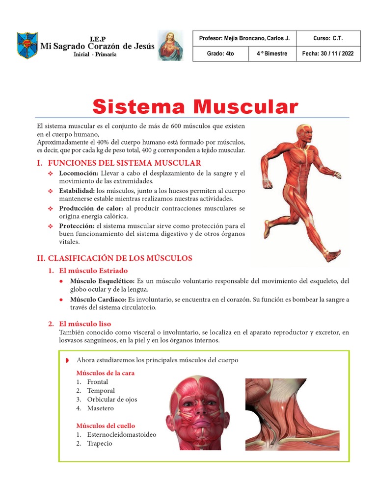 Sistema-Muscular - 4TO | PDF | Músculo esquelético | Sistema ...