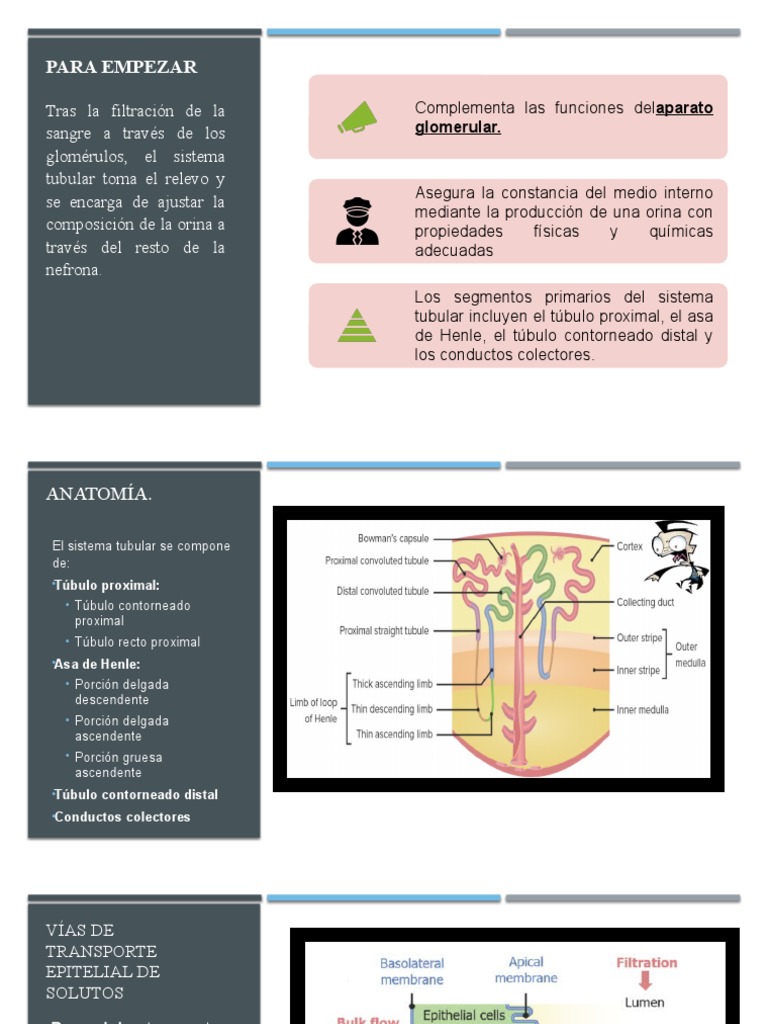 Reabsorción y Secreción Tubular Renal | PDF | Riñón | Anatomia animal