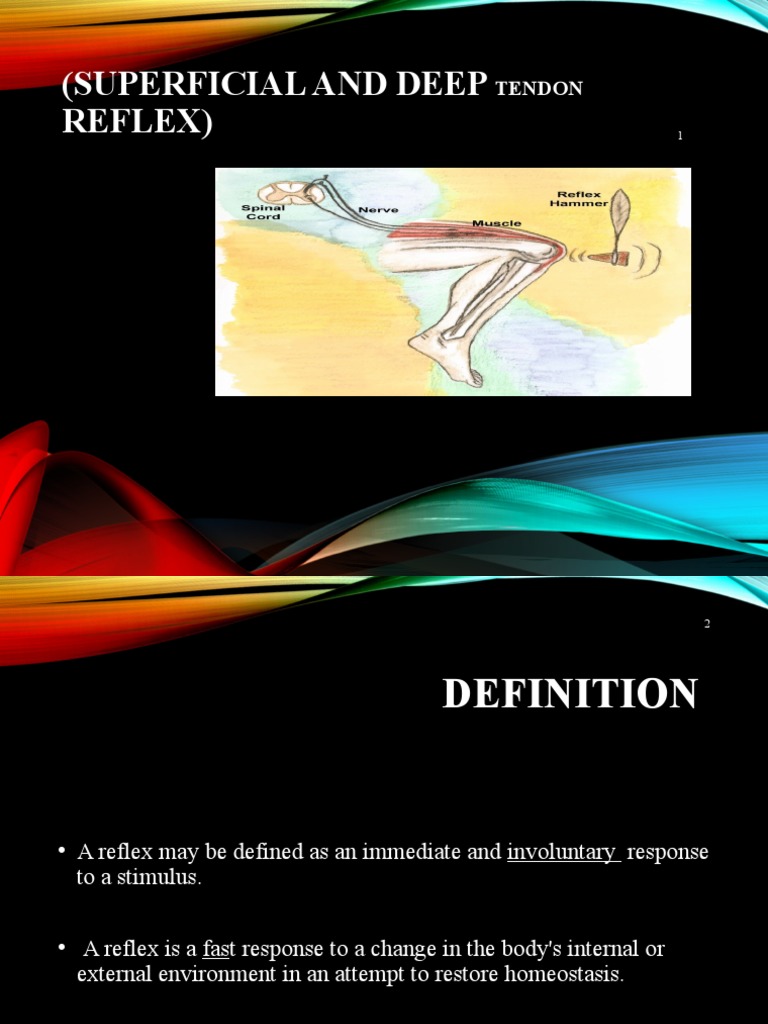 Lect 2b Superficial and Deep Reflexes | PDF