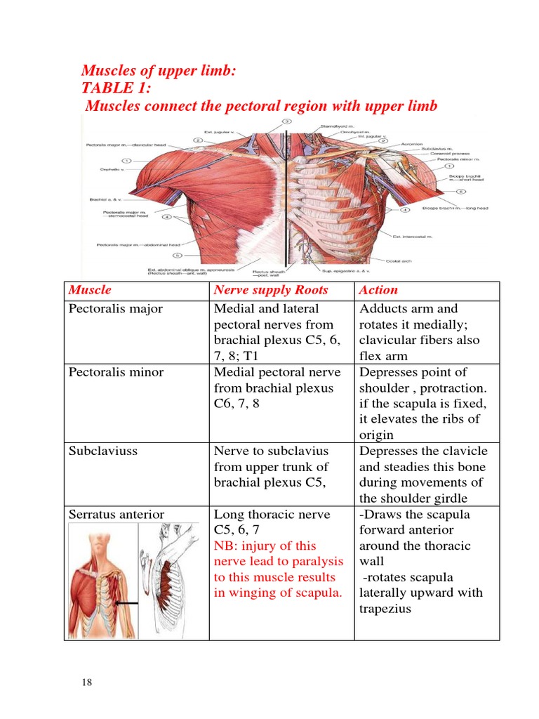 Upper Limb Muscles: Origin & Insertion | PDF | Thumb | Hand