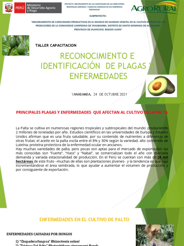 Identificacion y Reconocimiento de Plagas Enfermedades PALTO | PDF | Aguacate | Hoja