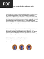 Capas Germinales | PDF | Embrión | Procesos biologicos