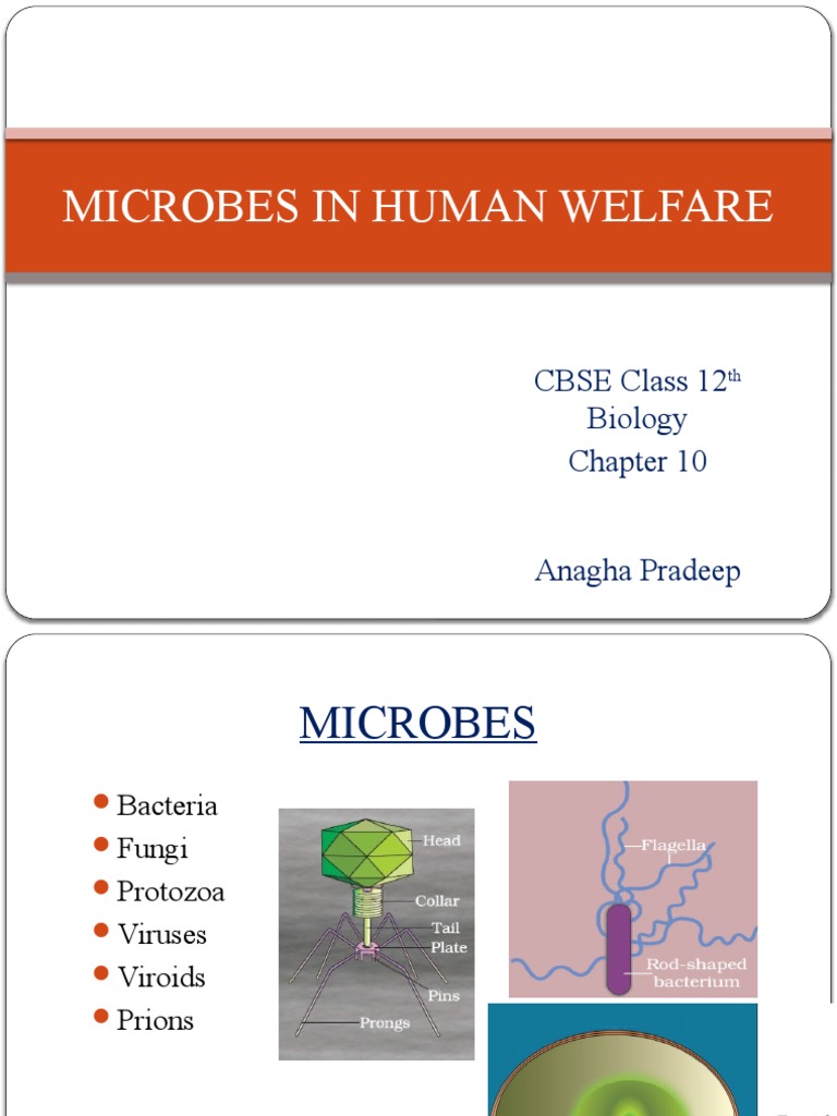 Microbes Help Humans in Many Ways | PDF | Anaerobic Digestion | Biogas