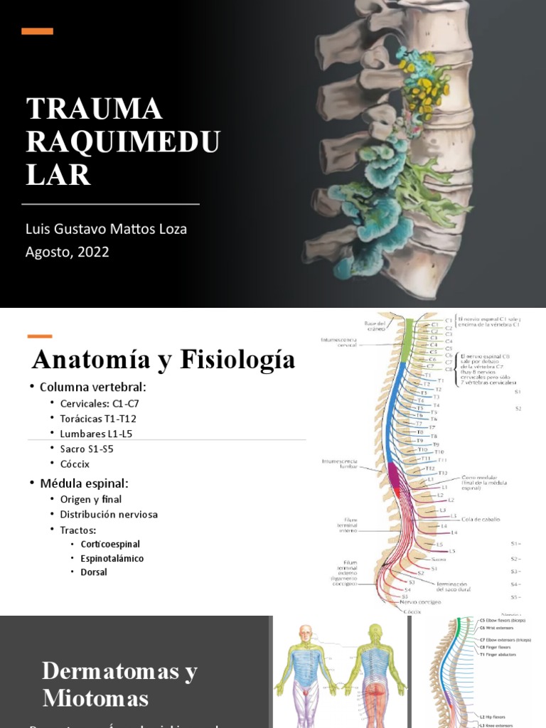 Lesiones Medulares: Anatomía y Manejo | PDF | Médula espinal | La ...