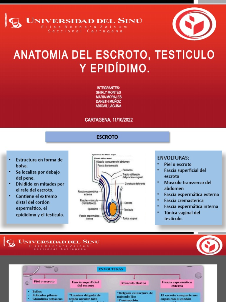 Anatomía del Escroto y Testículos | PDF | Testículo | Anatomia sexual
