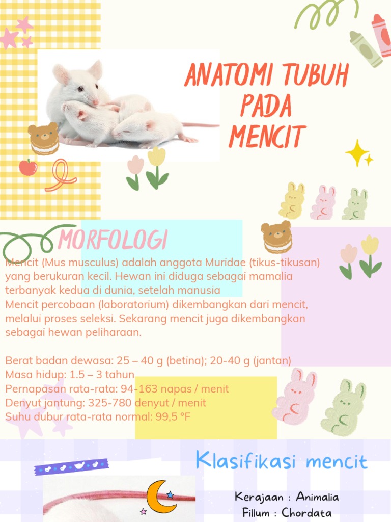 Anatomi dan Morfologi Mencit (Mus musculus) | PDF