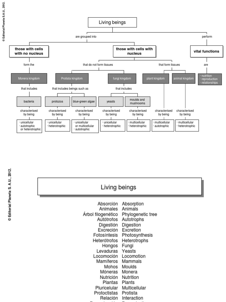 Mapaconceptual Living Things | PDF | Biology | Organisms