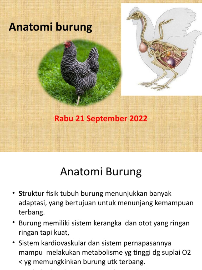 003 Anatomi Burung | PDF